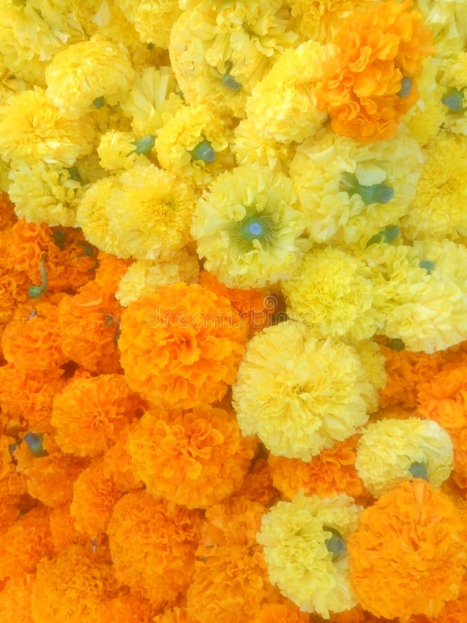 Marigold Flowers for Texture and Background Stock Photo - Image of ...