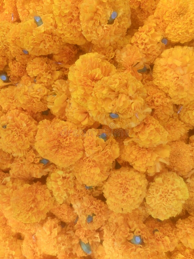 Marigold Flowers for Texture and Background Stock Image - Image of ...