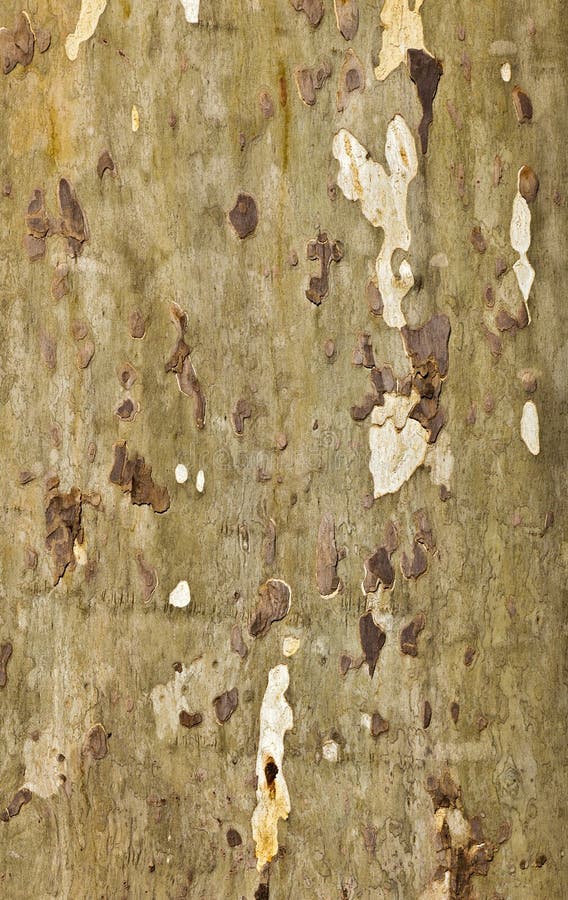 Pattern of plane bark stock image. Image of mark, harmony - 58324469