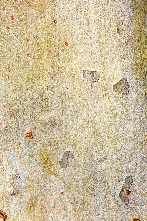 Pattern of plane tree stock photo. Image of branches - 36235378