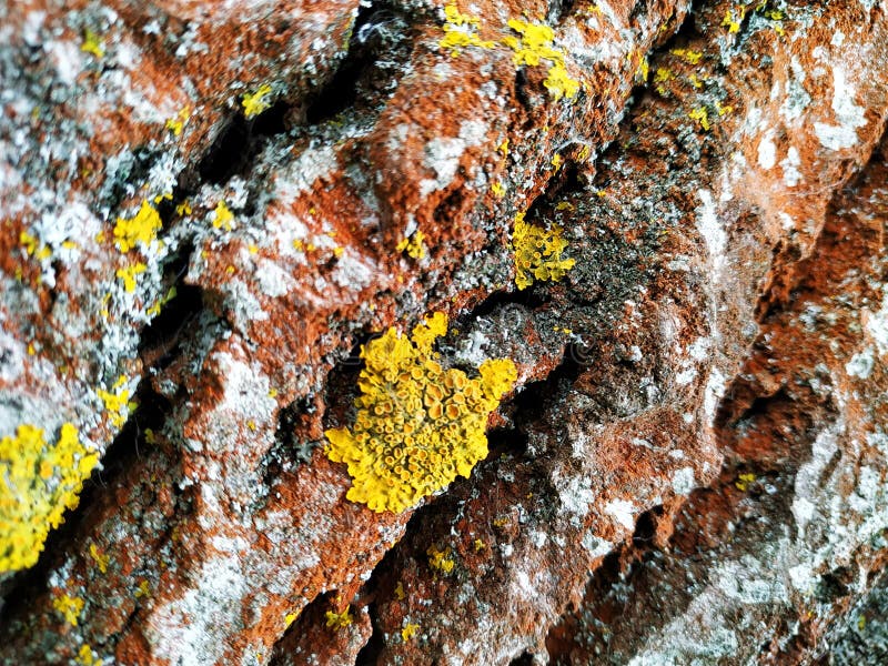 Pattern of poplar stock photo. Image of special, poplar - 182363554