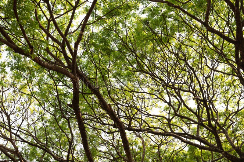 Pattern of a Rain Tree Branches those Thrive To the Sky Stock Photo ...