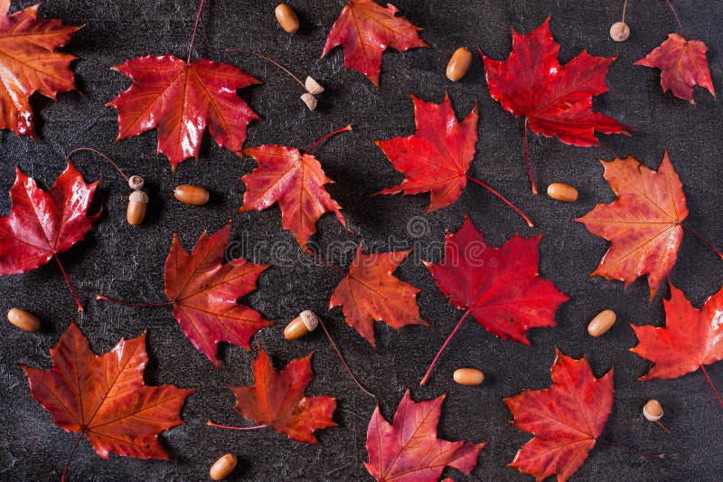 Pattern of Red Bright Maple Leaves on the Black Background Stock Image ...