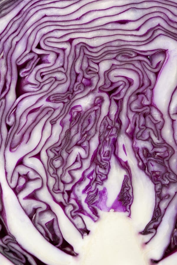 Pattern of red cabbage stock image. Image of vertical - 11992209