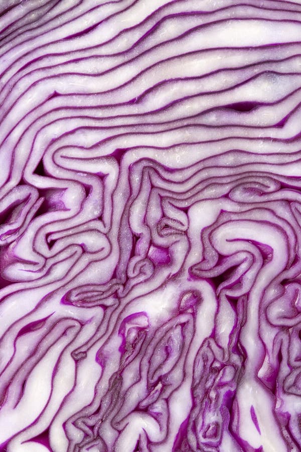 Pattern of a Red Cabbage Leaves Stock Image - Image of vegetable, frame ...