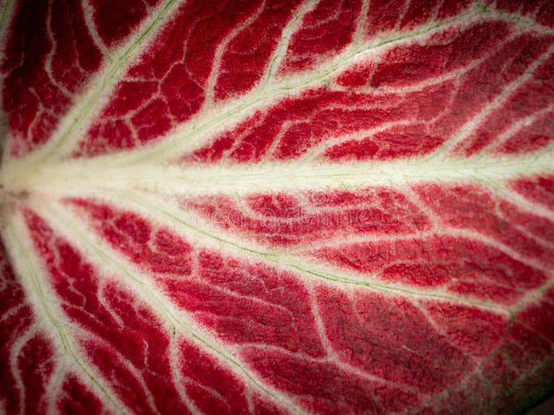 Pattern of Red Fancy Leaved Caladium Stock Photo - Image of line, wide ...