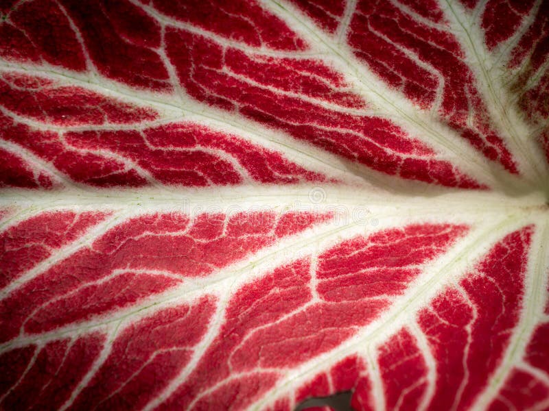 Pattern of Red Fancy Leaved Caladium Stock Photo - Image of shape ...
