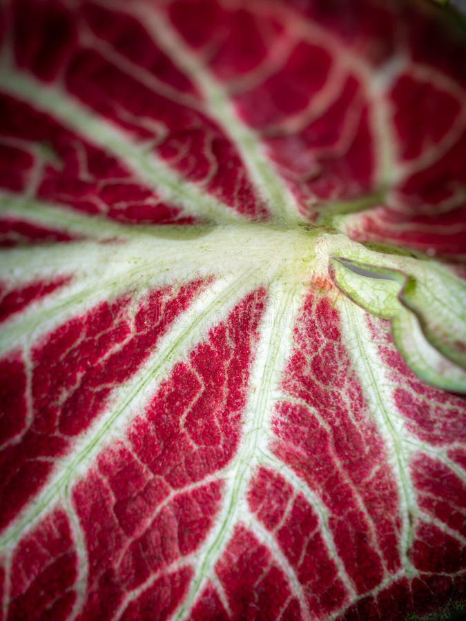 Pattern of Red Fancy Leaved Caladium Stock Photo - Image of green ...