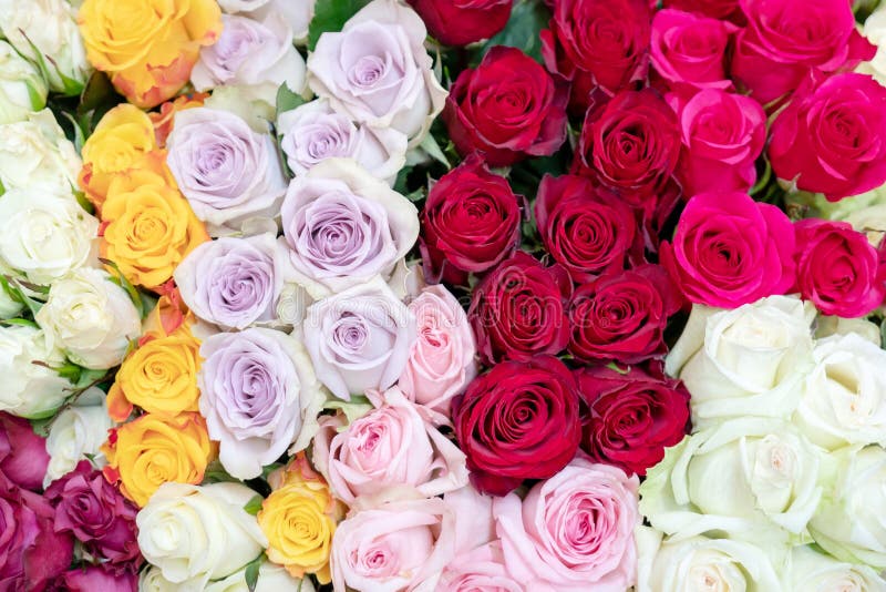 Pattern of Red, Orange, and Yellow Roses Stock Image - Image of blossom ...