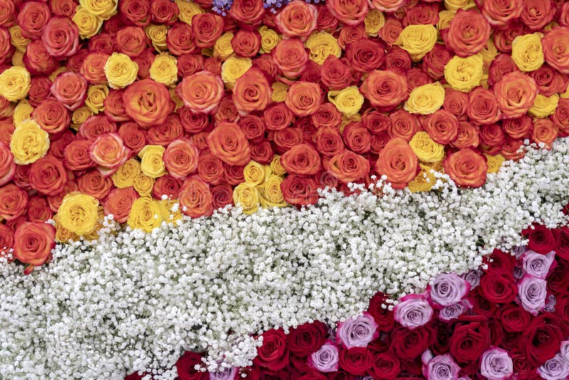 Pattern of Red, Pink, Orange, and Yellow Roses Stock Image - Image of ...