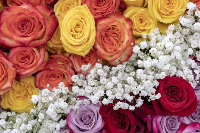 Pattern of Red, Orange, and Yellow Roses Stock Image - Image of ...
