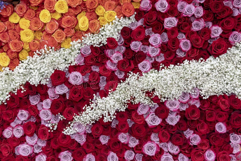 Pattern of Red, Orange, and Yellow Roses Stock Image - Image of flower ...