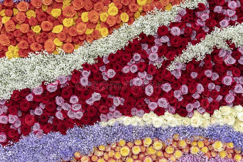 Pattern of Red, Orange, and Yellow Roses Stock Image - Image of design ...