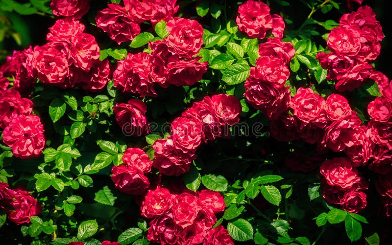The Pattern of Red Roses is Framed by Green Leaves. Natural Vegetative ...