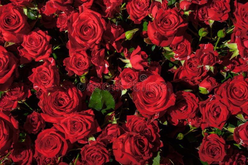 Pattern of Red Roses of Large and Small Size Stock Image - Image of ...