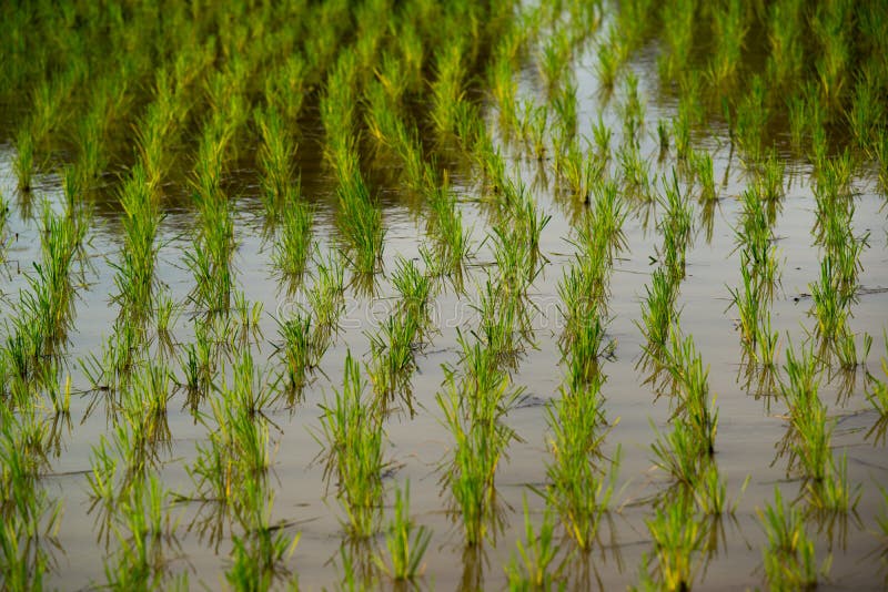 Pattern of Rice Seedlings,in Rice Fields Stock Photo - Image of organic ...