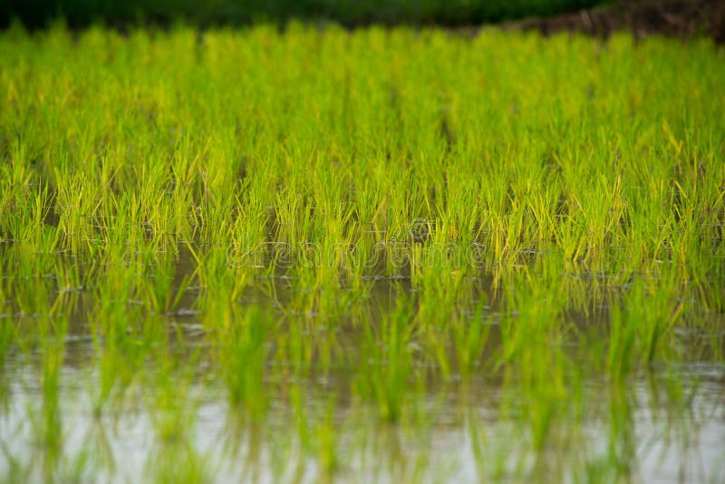 Pattern of Rice Seedlings,in Rice Fields Stock Photo - Image of ...