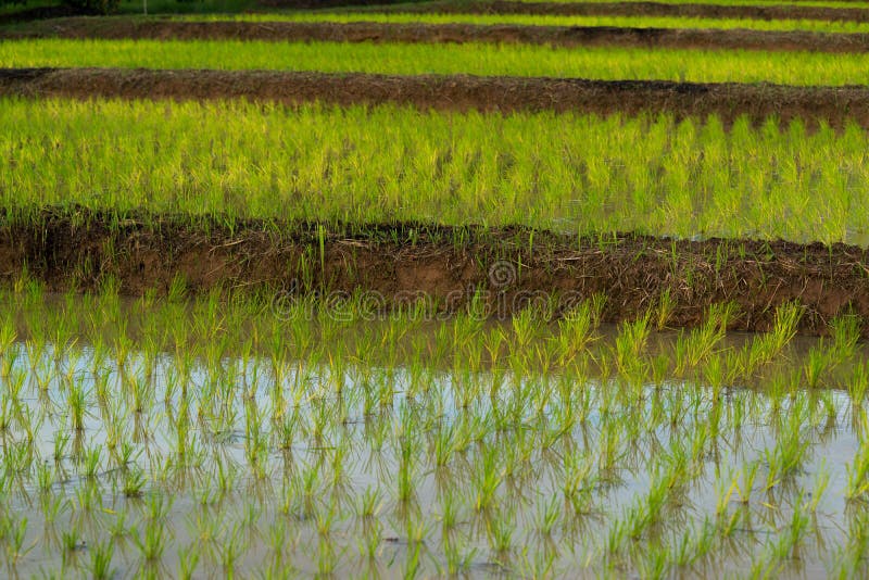 Pattern of Rice Seedlings,in Rice Fields Stock Image - Image of ...