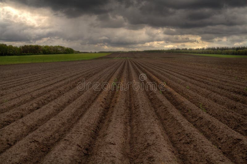 Ridges and Furrows in a Potato Field Stock Image - Image of furrow ...