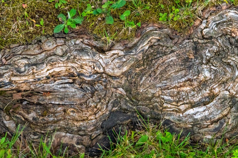 Pattern and Rings of Stump in Forest Making Design Stock Photo - Image ...