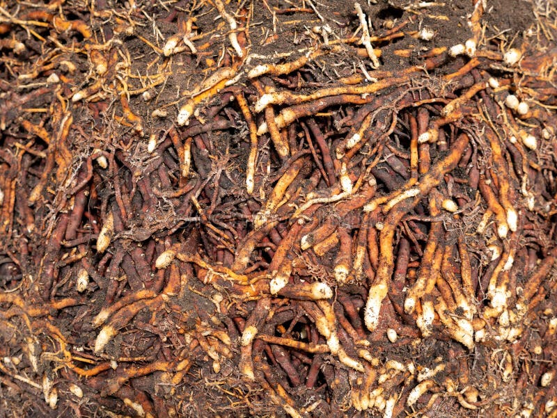 Pattern of Roots Spreading on the Ground Stock Photo - Image of expand ...