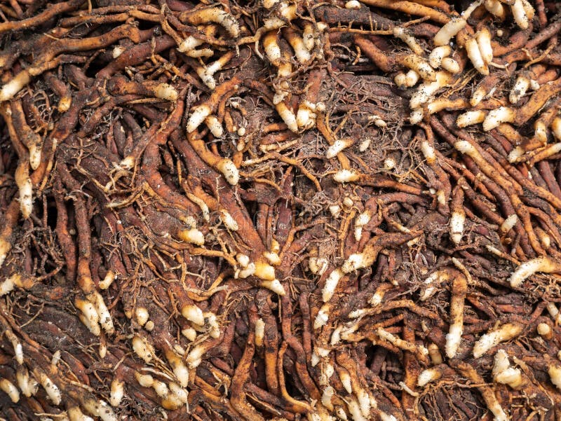 Pattern of Roots Spreading on the Ground Stock Photo - Image of ecology ...