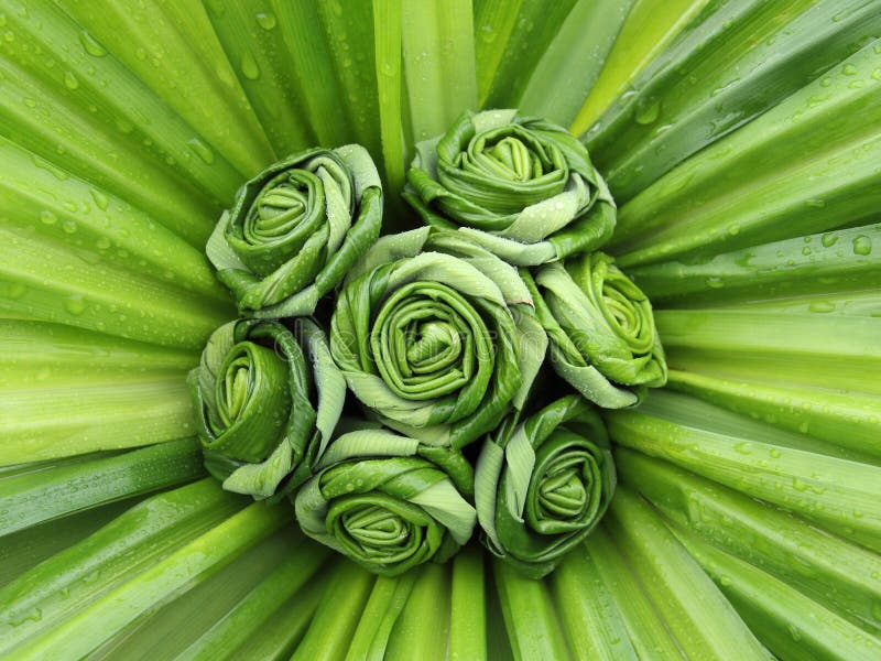 Pattern of Rose from Pandan Leaf Stock Image - Image of fresh, closeup ...