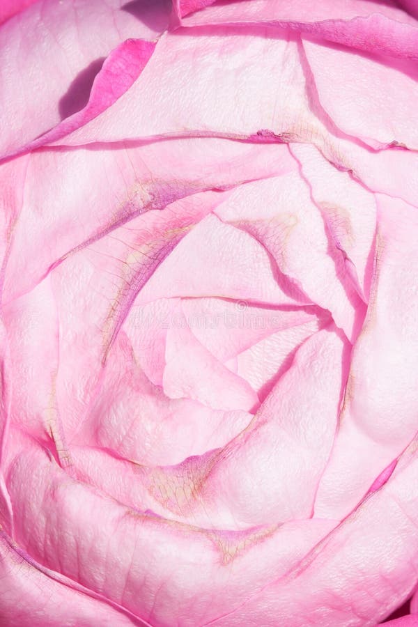 Patel Rose Stock Photos - Free & Royalty-Free Stock Photos from Dreamstime