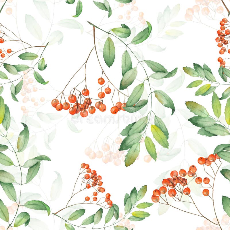 Pattern of rowan stock illustration. Illustration of painting - 56318562