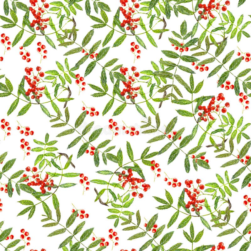 Pattern rowan stock illustration. Illustration of design - 60238343