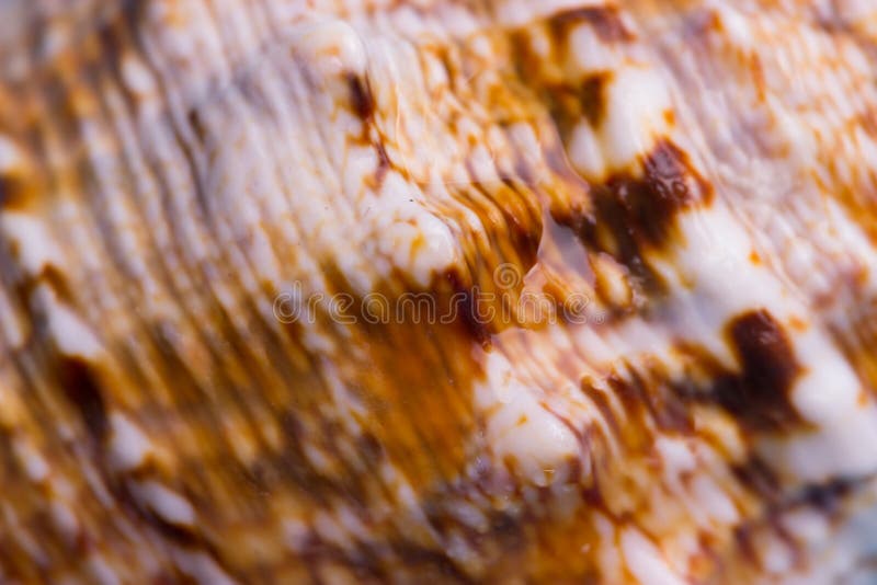 Fibonacci Numbers of Sunflower Seed Spirals Stock Image - Image of ...