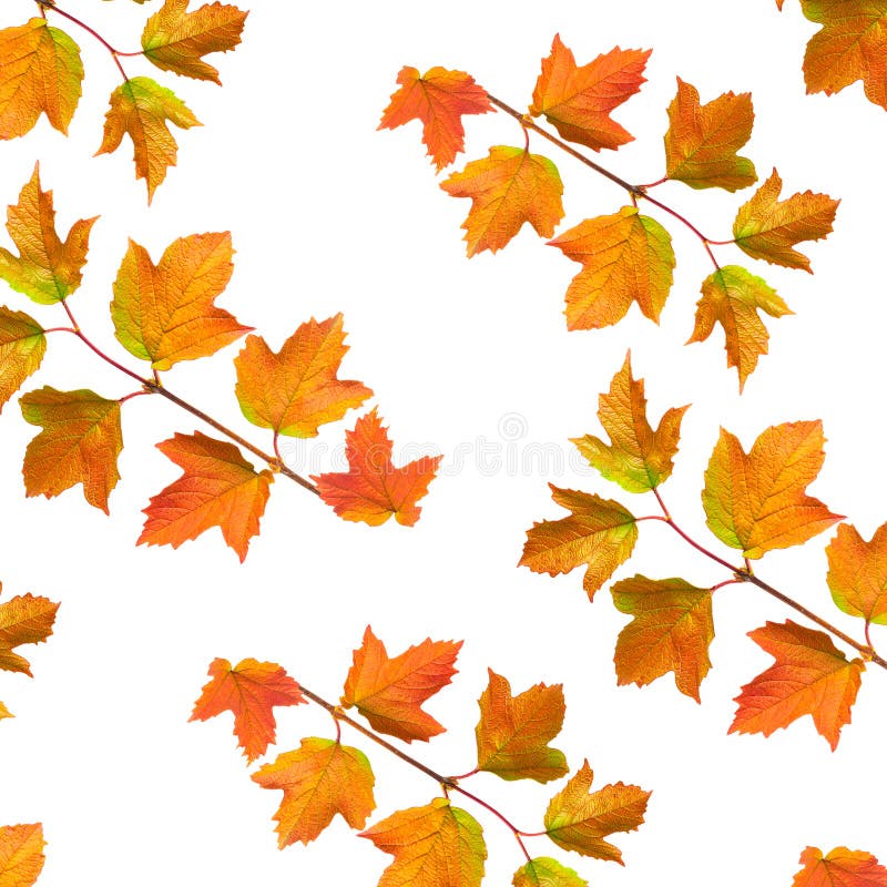 Pattern Seamless Autumn Branch with Colorful Leaflets Stock Image ...
