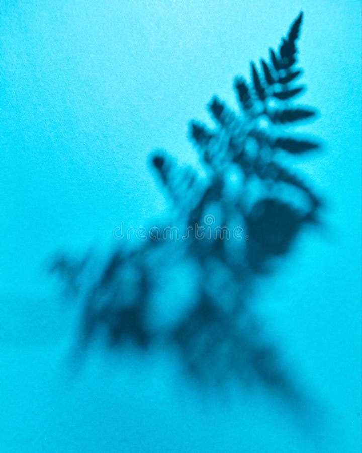 The Shadow of the Leaves of a Fern on a Blue Background with Copy Space ...