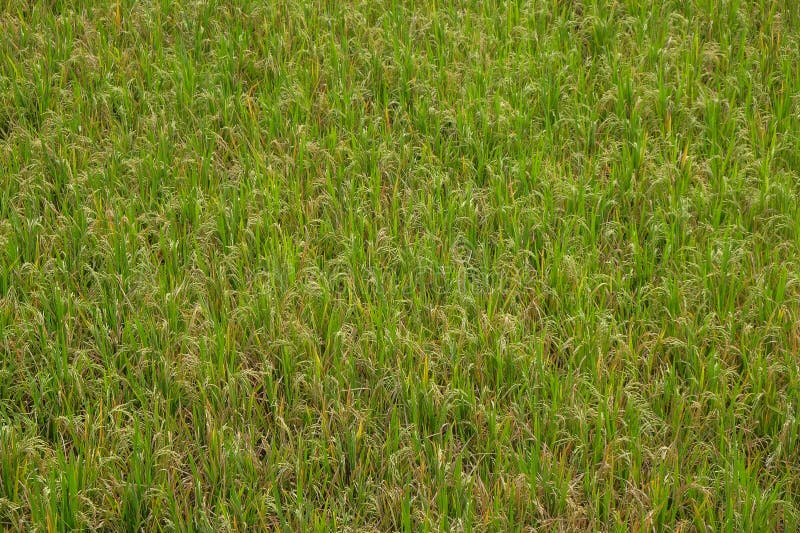 Pattern, Shape and Texture of Rice Fields Stock Image - Image of ...