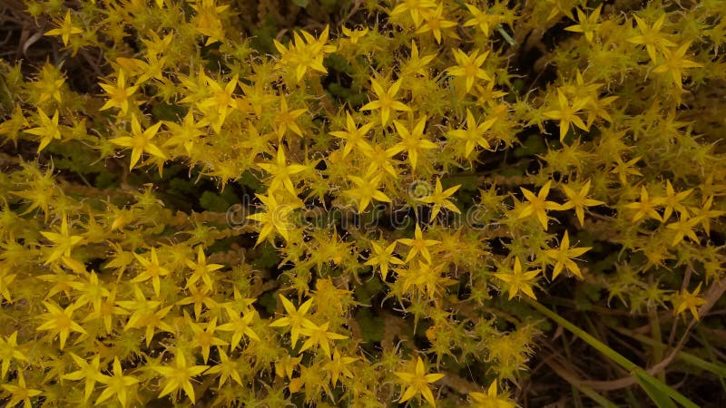Pattern of Small Bright Yellow Flowers, Stonecrop, Sedum Acre L. Stock ...