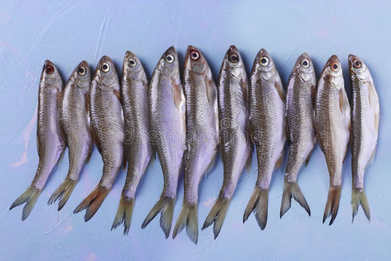 Pattern of Small Fish on a Blue Background, Top View, Horizontal Format ...