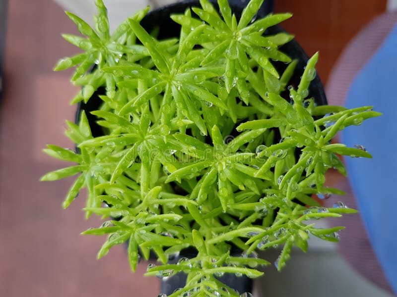 Pattern of small plant stock photo. Image of small, plant - 111492234