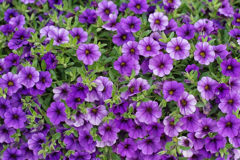 Pattern of Small Purple Garden Flowers with Round Petals Stock Image ...