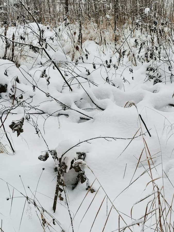 Pattern of Snowy Plants and Trees in February Forest Stock Image ...