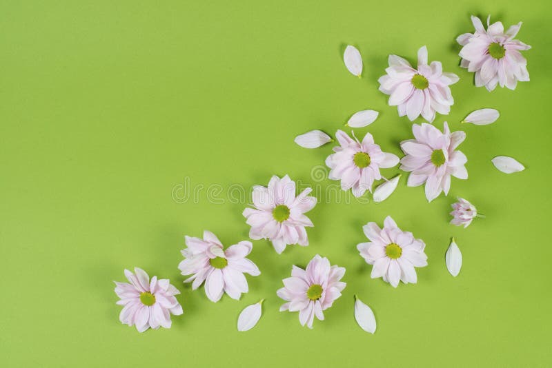 Pattern with Spring Flowers on a Green Background, Chrysanthemum Buds ...