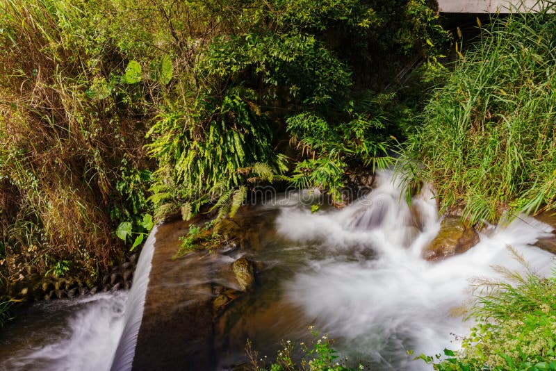 The Small Creek with Flourishing Bush Background Stock Image - Image of ...