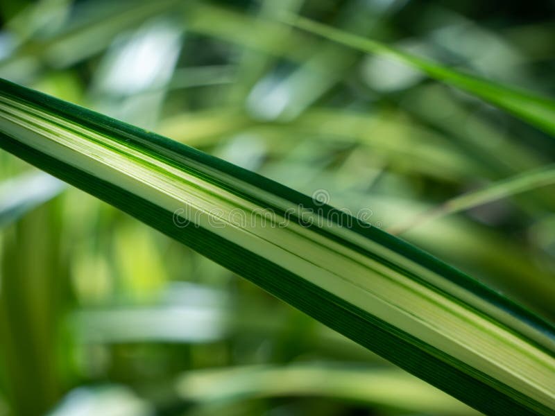 Pattern of Stripes Pine Leaf Stock Photo - Image of field, bright ...