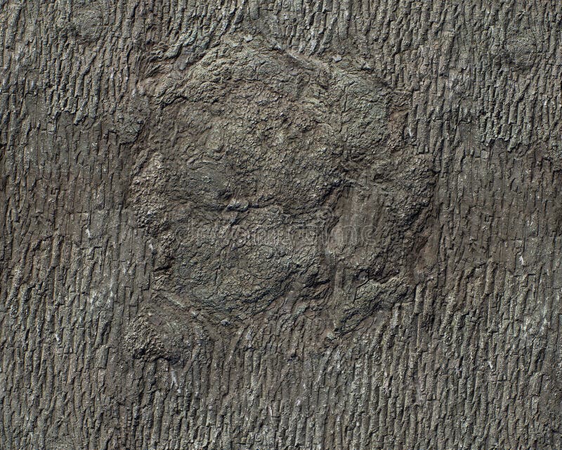 Pattern and Structure of Willow Bark. Stock Image - Image of surface ...