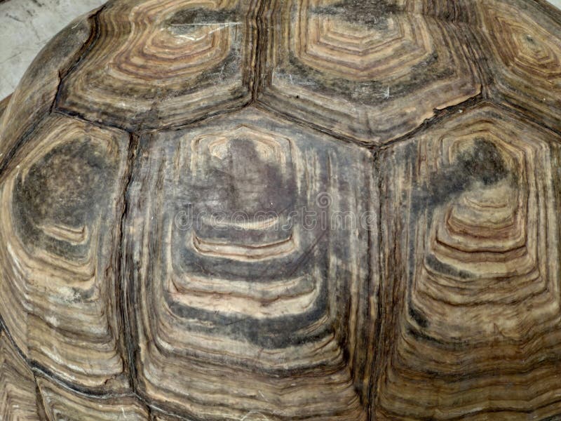 Pattern Sulcata Tortoiseshell and Leg Stock Photo - Image of closeup ...