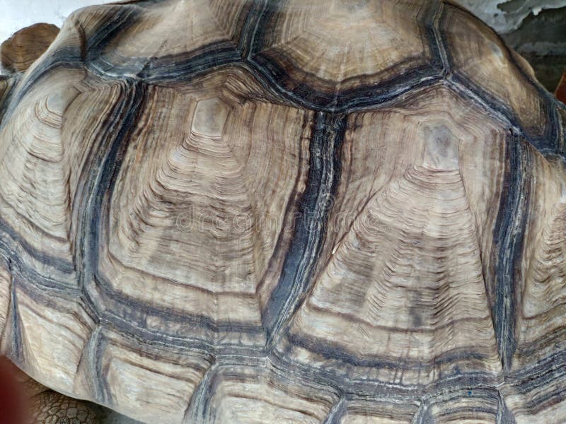 Pattern Sulcata Tortoiseshell and Leg Stock Photo - Image of closeup ...