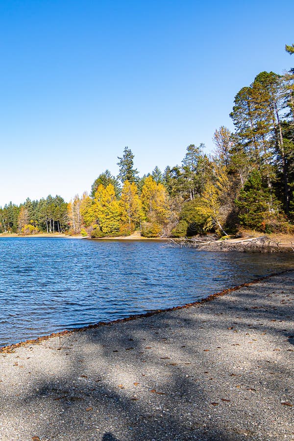 Pattern of Sunlight and Shadow Leading To Lake with Forest Stock Photo ...