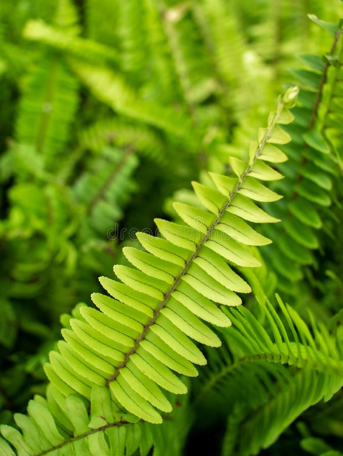 Pattern of Sword Fern Leaves Stock Photo - Image of background, leaf ...