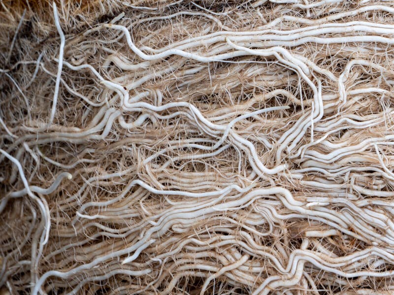 Pattern of System of Lotus Root Stock Image - Image of garden, close ...