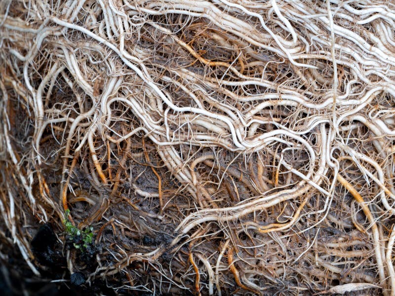 Pattern of System of Lotus Root Stock Photo - Image of light, liquorice ...