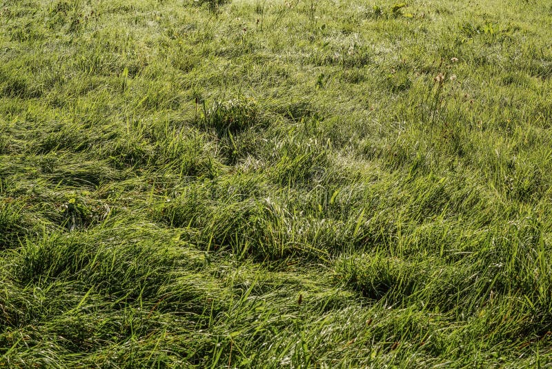 Pattern of Tall Grass in Meadow. Stock Photo - Image of growth, season ...